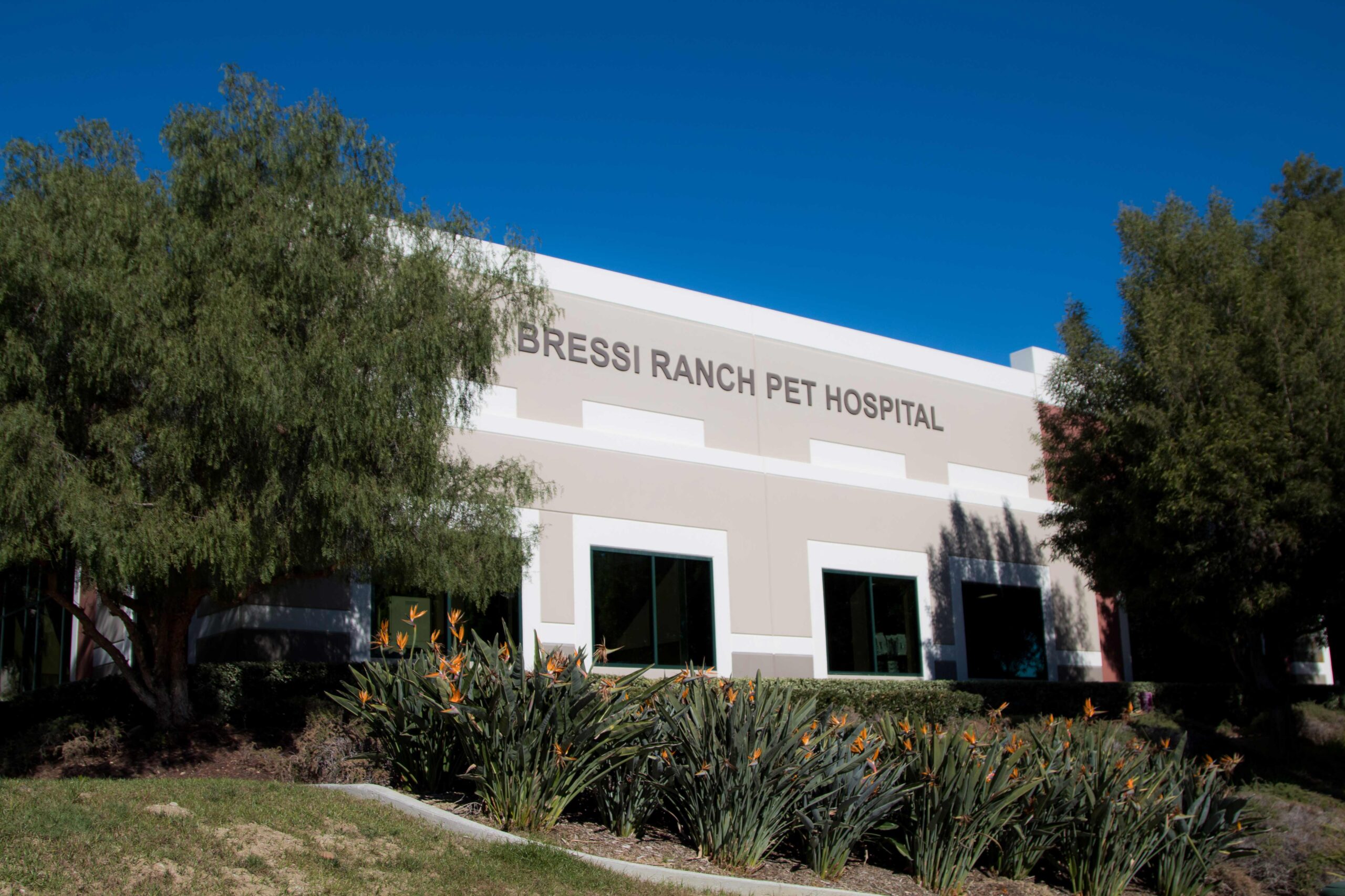 Contact Us - Bressi Ranch Pet Hospital